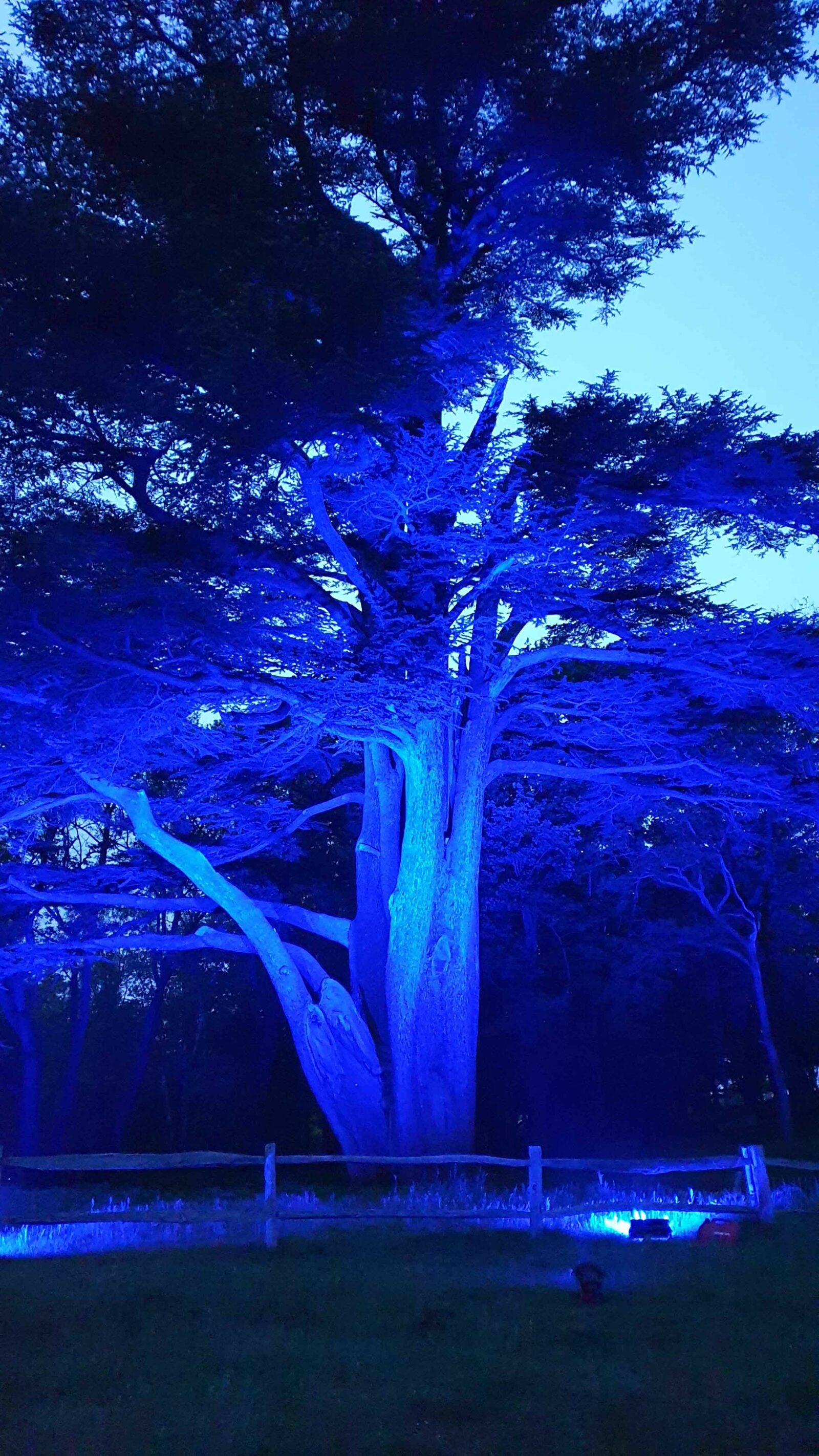 The Great Cedar to be part of Ancient Canopy to celebrate The Queen's ...