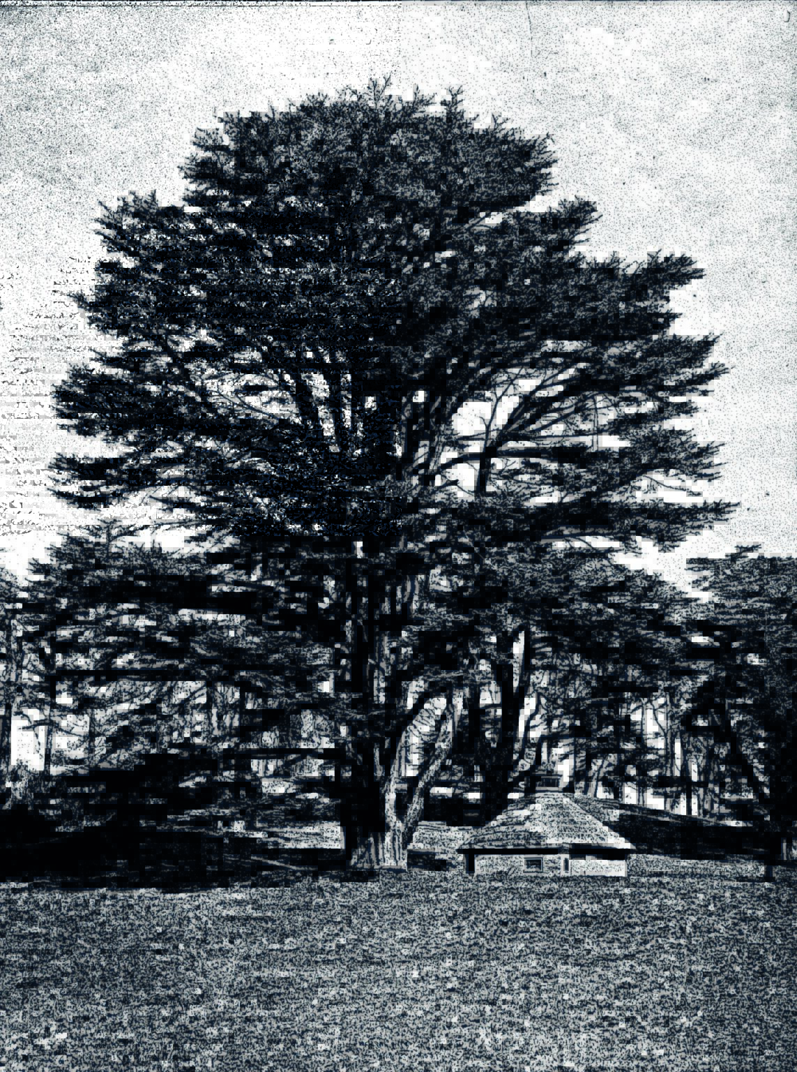 The Great Cedar to be part of Ancient Canopy to celebrate The Queen's ...