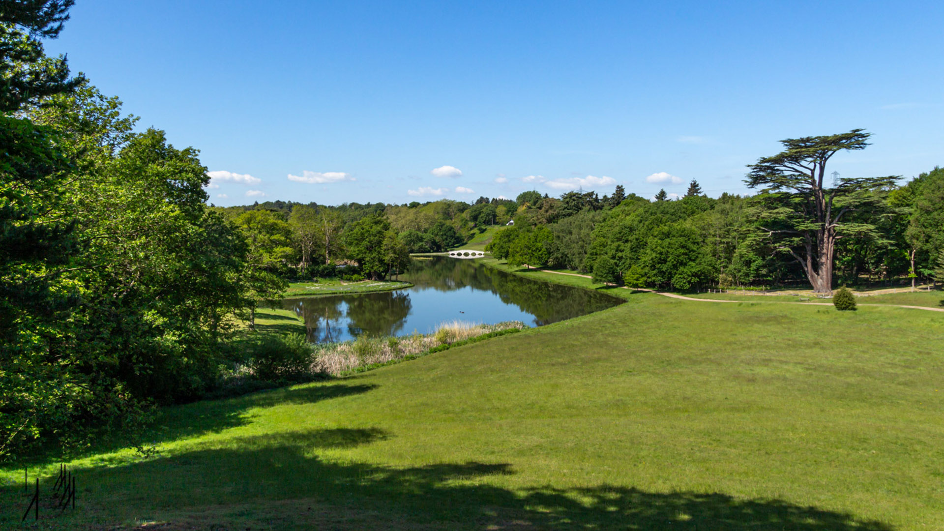 The Great Cedar to be part of Ancient Canopy to celebrate The Queen's ...